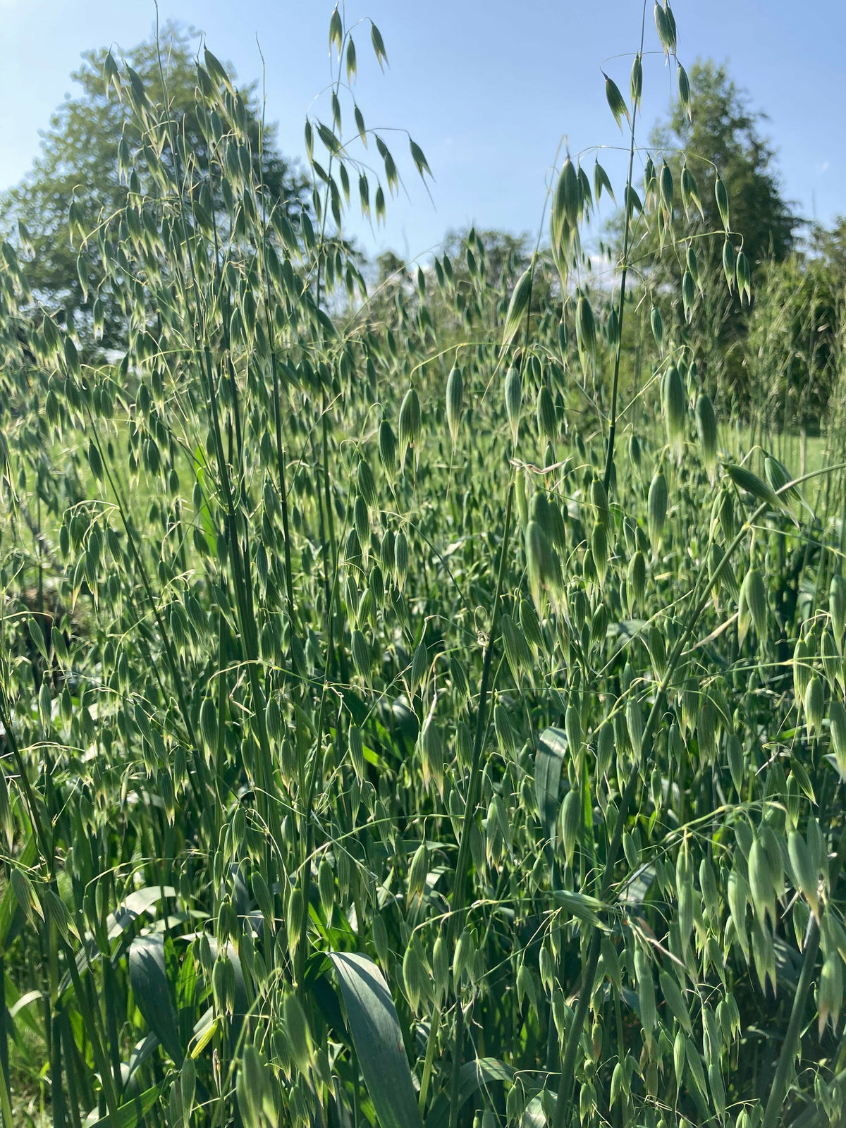 Milky Oat Tops - Certified OG — Meeting House Farm